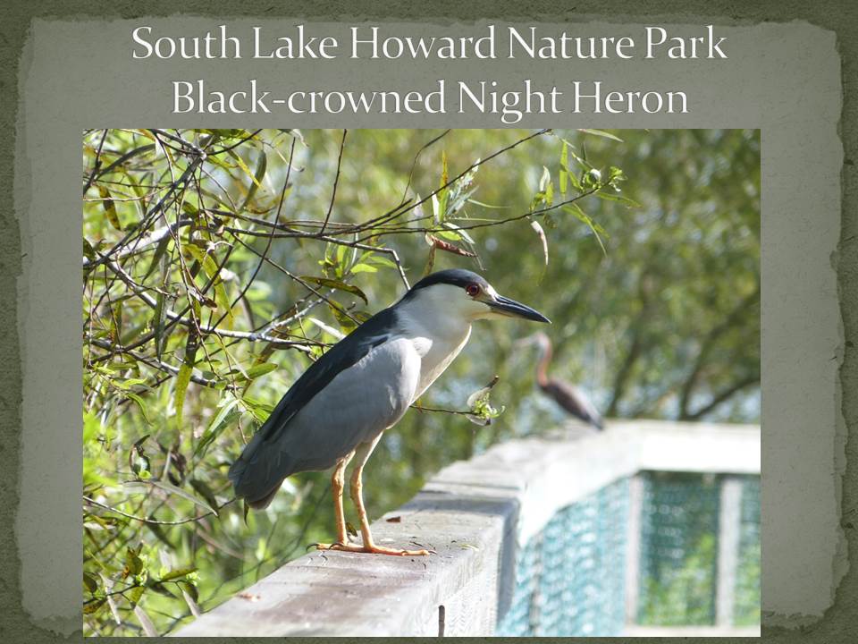 Slides From Birdwatching Lesson | Lee's Birdwatching Adventures Plus