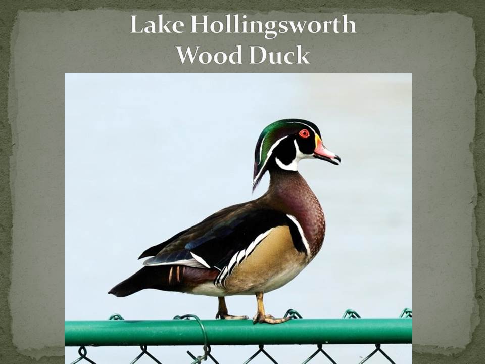 Slides From Birdwatching Lesson | Lee's Birdwatching Adventures Plus