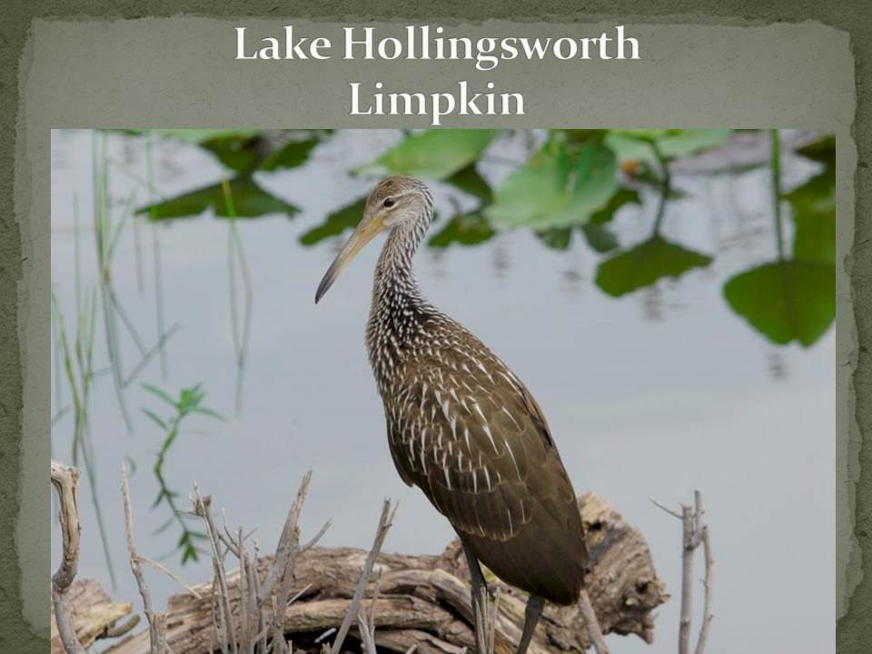 Slides From Birdwatching Lesson | Lee's Birdwatching Adventures Plus