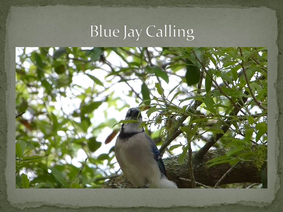 Slides From Birdwatching Lesson | Lee's Birdwatching Adventures Plus