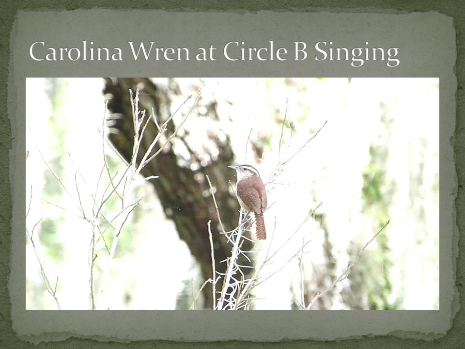 Slides From Birdwatching Lesson | Lee's Birdwatching Adventures Plus