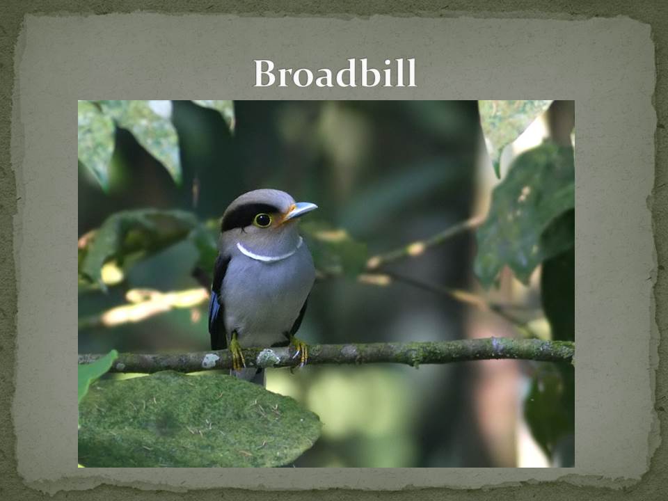 Slides From Birdwatching Lesson | Lee's Birdwatching Adventures Plus