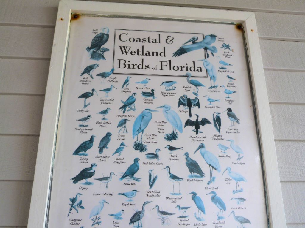 Photos from Honeymoon Island State Park | Lee's Birdwatching Adventures ...