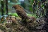 Macgregor’s Bowerbird | Lee's Birdwatching Adventures Plus