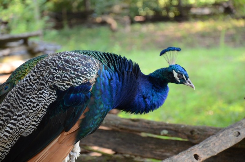 Peacocks | Lee's Birdwatching Adventures Plus