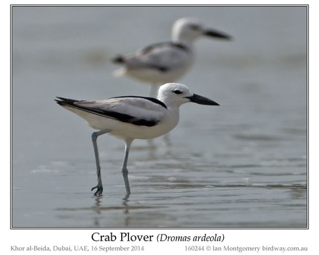 Ian’s Bird of the Week – Crab Plover | Lee's Birdwatching Adventures Plus