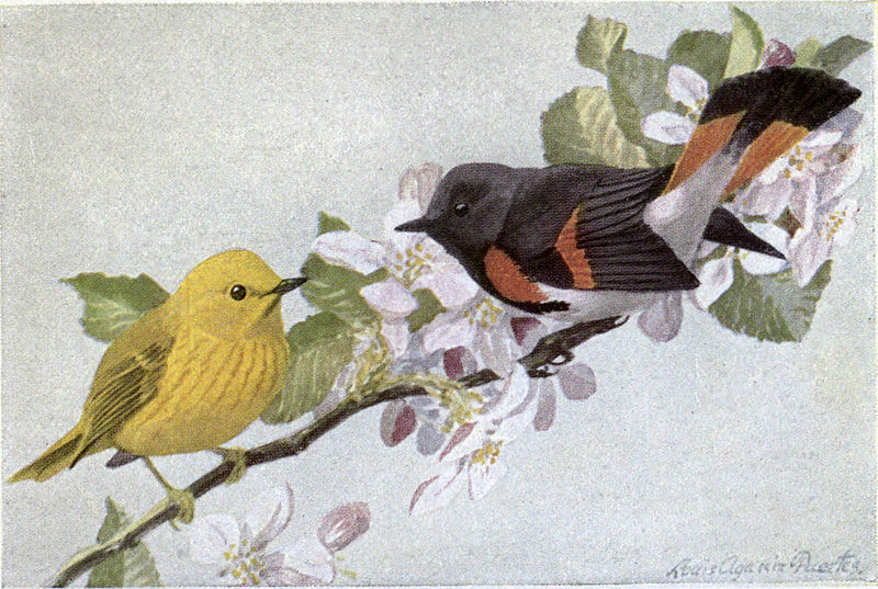 Lee's Birdwatching Adventures Plus