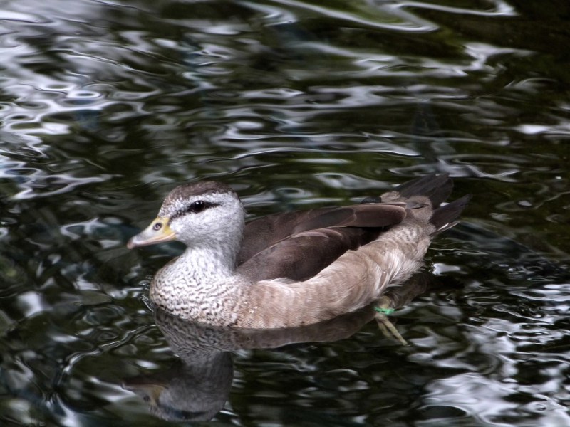 Birds of Asia – Cotton Pygmy Goose | Lee's Birdwatching Adventures Plus