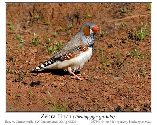 Ian’s Bird of the Week – Zebra Finch | Lee's Birdwatching Adventures Plus