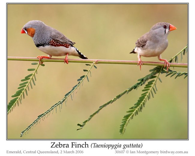 Ian’s Bird of the Week – Zebra Finch | Lee's Birdwatching Adventures Plus