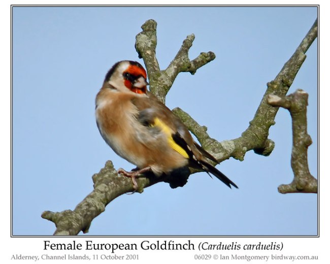 January | 2015 | Lee's Birdwatching Adventures Plus