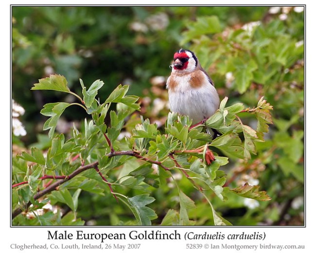 Ian’s Bird of the Week – European Goldfinch | Lee's Birdwatching ...