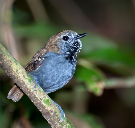 Sunday Inspiration – “Star” Birds | Lee's Birdwatching Adventures Plus