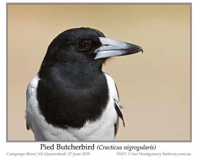 Ian’s Bird of the Week – Pied Butcherbird | Lee's Birdwatching ...