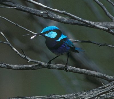 Fairywren | Lee's Birdwatching Adventures Plus