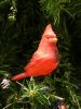 How Can a Mechanical ‘Cardinal’ Make ‘Selections’? | Lee's Birdwatching ...