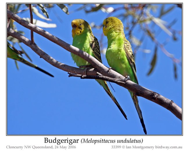Parakeet | Lee's Birdwatching Adventures Plus