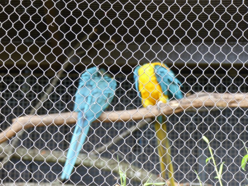 Houston Zoo – Vacation – Part 2 | Lee's Birdwatching Adventures Plus