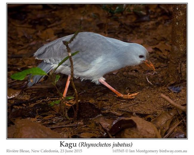 Ian’s Bird of the Week – Kagu | Lee's Birdwatching Adventures Plus