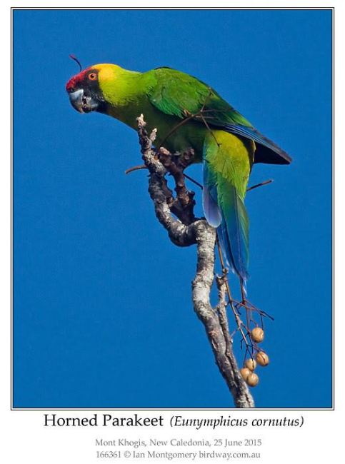 Parakeet | Lee's Birdwatching Adventures Plus