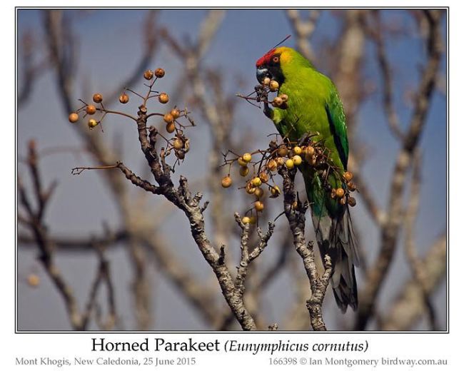 Parakeet | Lee's Birdwatching Adventures Plus