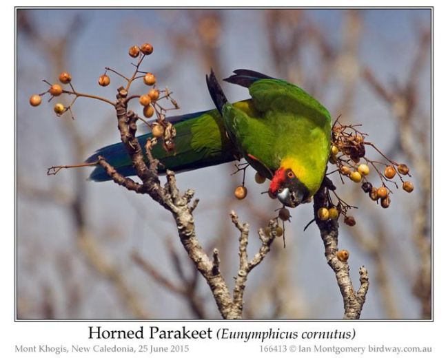 Parakeet | Lee's Birdwatching Adventures Plus