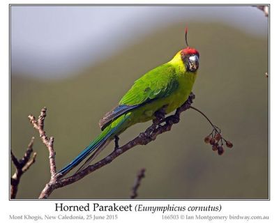 Parakeet | Lee's Birdwatching Adventures Plus