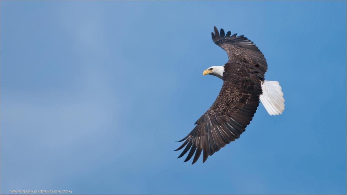 Eagles Eagles Carrying Baby AEF Instrumental In Bringing Bald Eagle