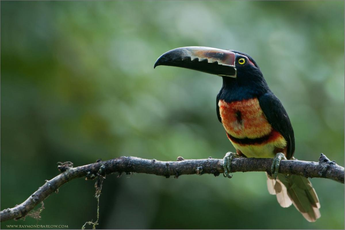 Collared Aracari – Beautiful Creation | Lee's Birdwatching Adventures Plus