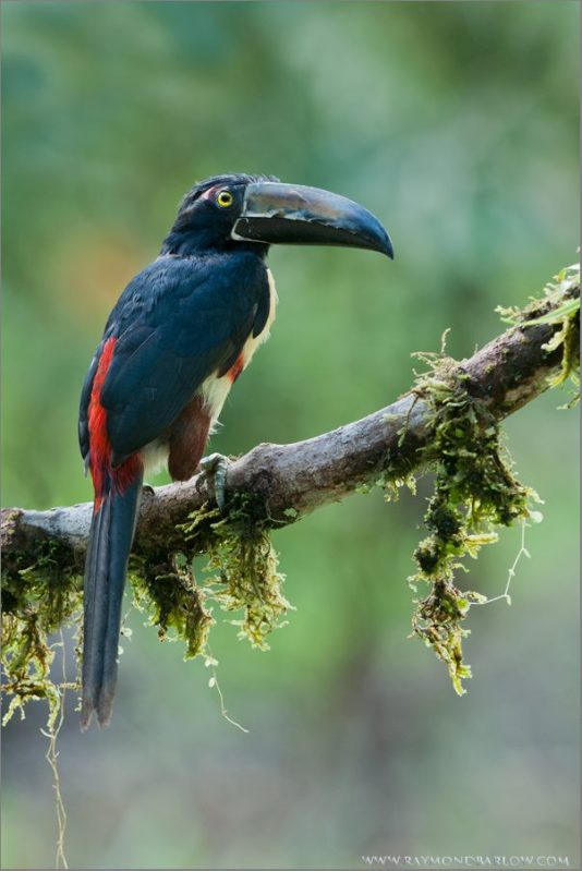 Collared Aracari – Beautiful Creation | Lee's Birdwatching Adventures Plus