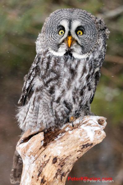 History Through the Eyes of Ogden Owl | Lee's Birdwatching Adventures Plus