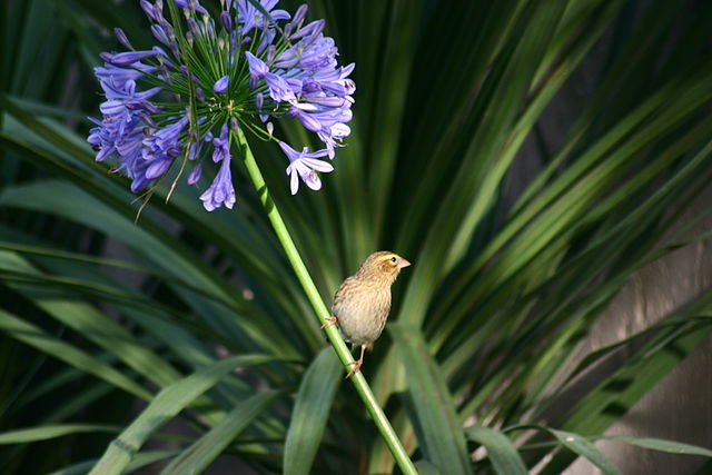 Southern Red Bishop (Euplectes orix) Female ©WikiC | Lee's Birdwatching ...