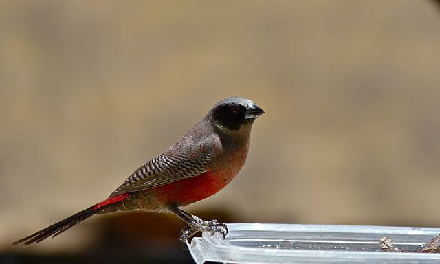 Black-faced Waxbill (Estrilda erythronotos) ©WikiC | Lee's Birdwatching ...