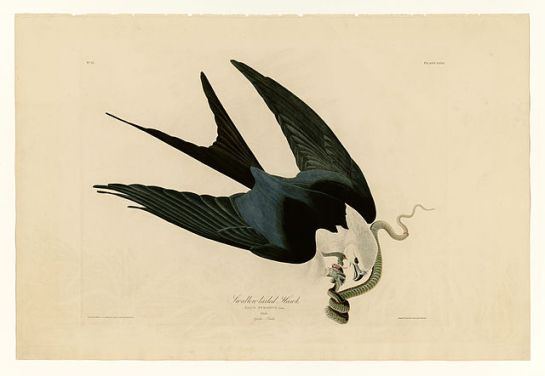 Swallow-tailed Kites In The Area Again | Lee's Birdwatching Adventures Plus