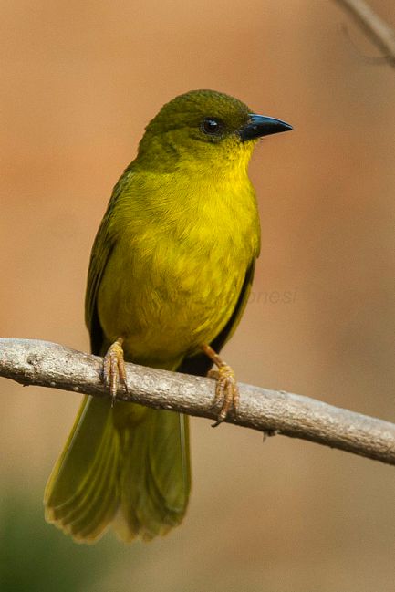Olive-backed Tanager (Mitrospingus oleagineus) ©WikiC | Lee's ...