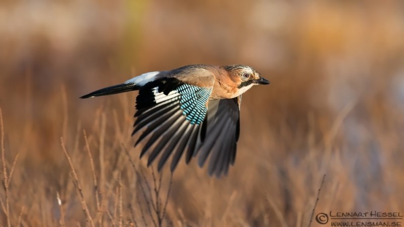 EURASIAN JAY: ‘JAY OF THE OAKS’ ADMIRED IN FINLAND | Lee's Birdwatching ...