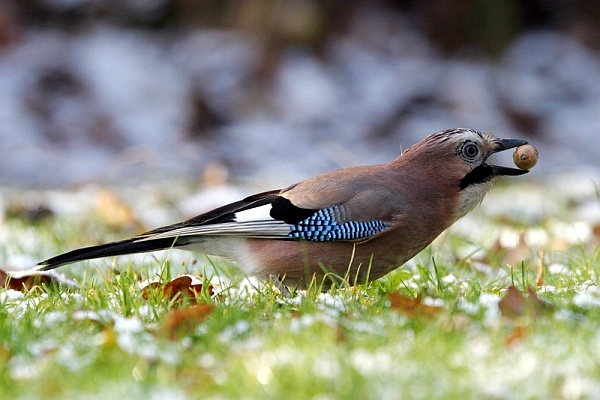 EURASIAN JAY: ‘JAY OF THE OAKS’ ADMIRED IN FINLAND | Lee's Birdwatching ...