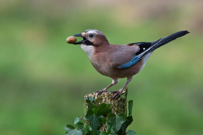 EURASIAN JAY: ‘JAY OF THE OAKS’ ADMIRED IN FINLAND | Lee's Birdwatching ...