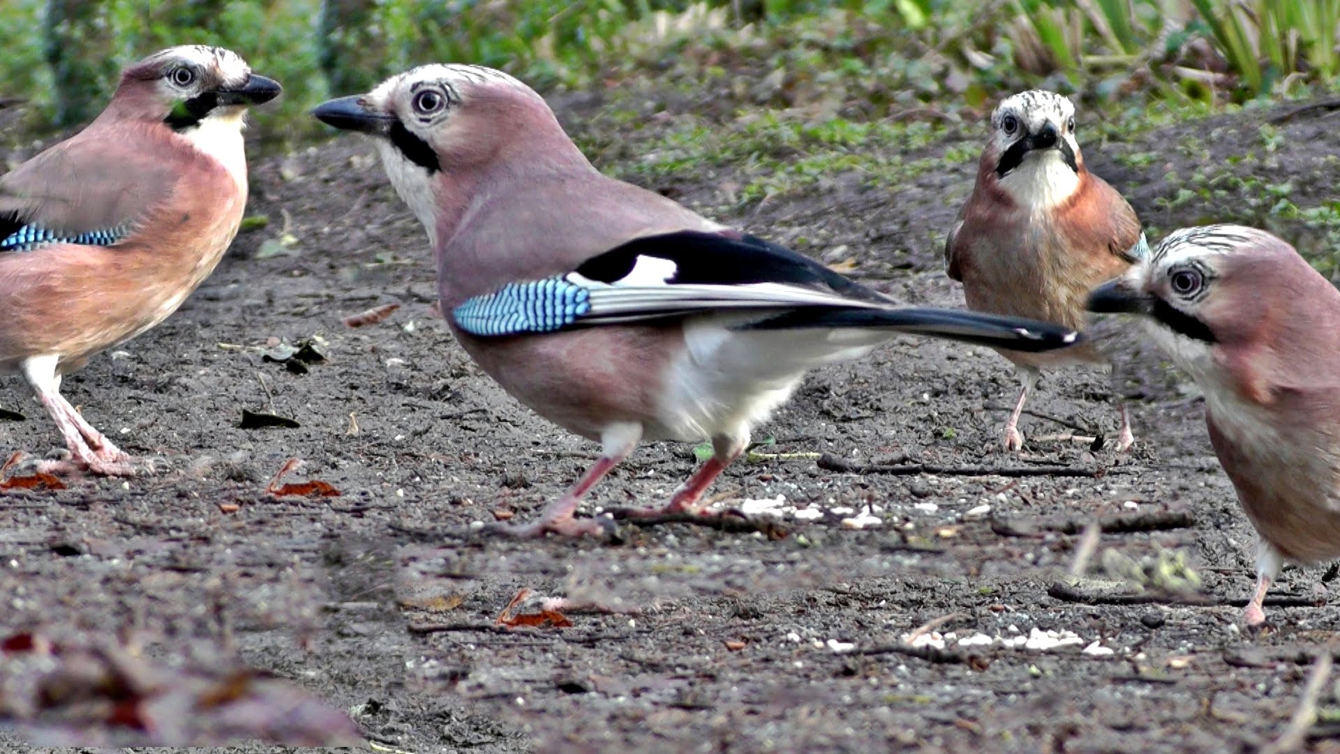 EURASIAN JAY: ‘JAY OF THE OAKS’ ADMIRED IN FINLAND | Lee's Birdwatching ...