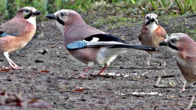 EURASIAN JAY: ‘JAY OF THE OAKS’ ADMIRED IN FINLAND | Lee's Birdwatching ...