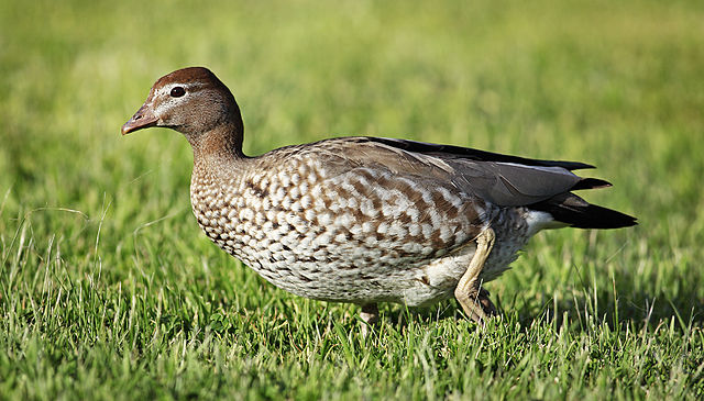 Maned-Australian Wood Duck (Chenonetta jubata) Female ©WikiC | Lee's ...