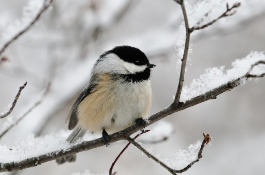 Tiny Yet Tough: Chickadees Hunker Down for Winter | Lee's Birdwatching ...