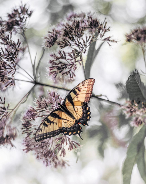 Things with Wings | Lee's Birdwatching Adventures Plus