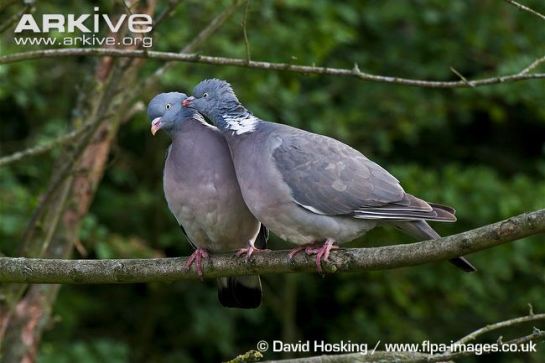 Jesus And Birds – His Dedication | Lee's Birdwatching Adventures Plus