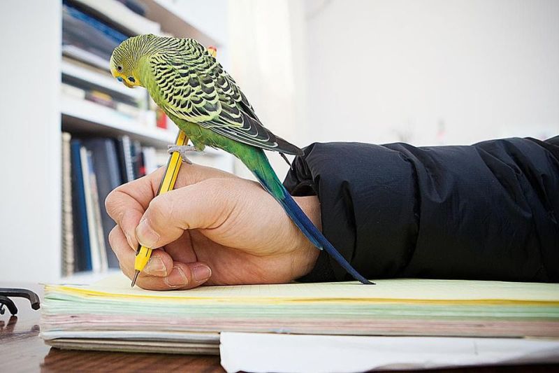 Parakeet | Lee's Birdwatching Adventures Plus