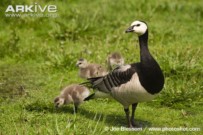 What’s Good For The Goose . . . May Be Relocating (To Another Summer ...