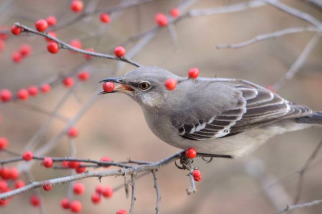Mockingbirds: Versatile Voices in Plain Plumage | Lee's Birdwatching ...