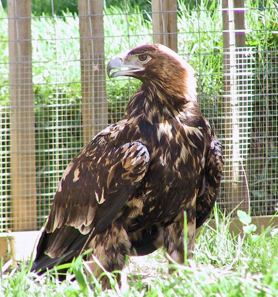 Eagles | Lee's Birdwatching Adventures Plus