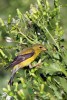 American Goldfinch, Seen in Penn’s Woods | Lee's Birdwatching ...