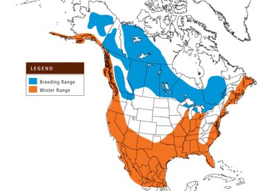 Bufflehead Duck, One of Diverse Divers at Aransas Bay | Lee's ...